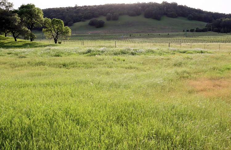 python BackgroundRemovalUI.py input/Image1.jpg input/Image1bg.jpg 15